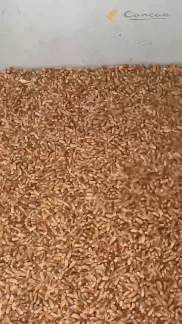 Сортировка пшеницы на фотосепараторе Сапсан SEA4