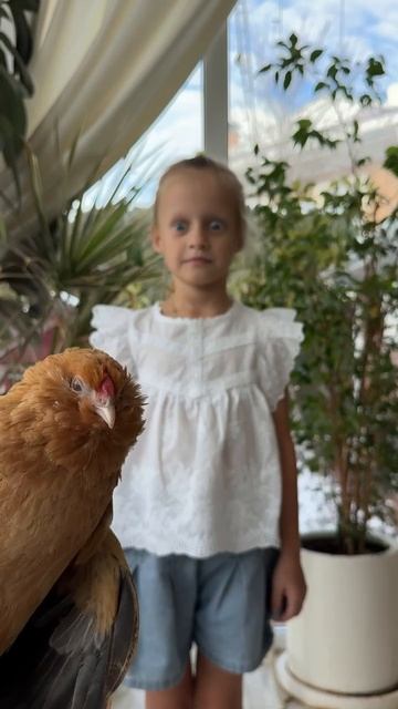 Позитив в ленту) Мурочка с курочками) Вам какая больше понравилась???