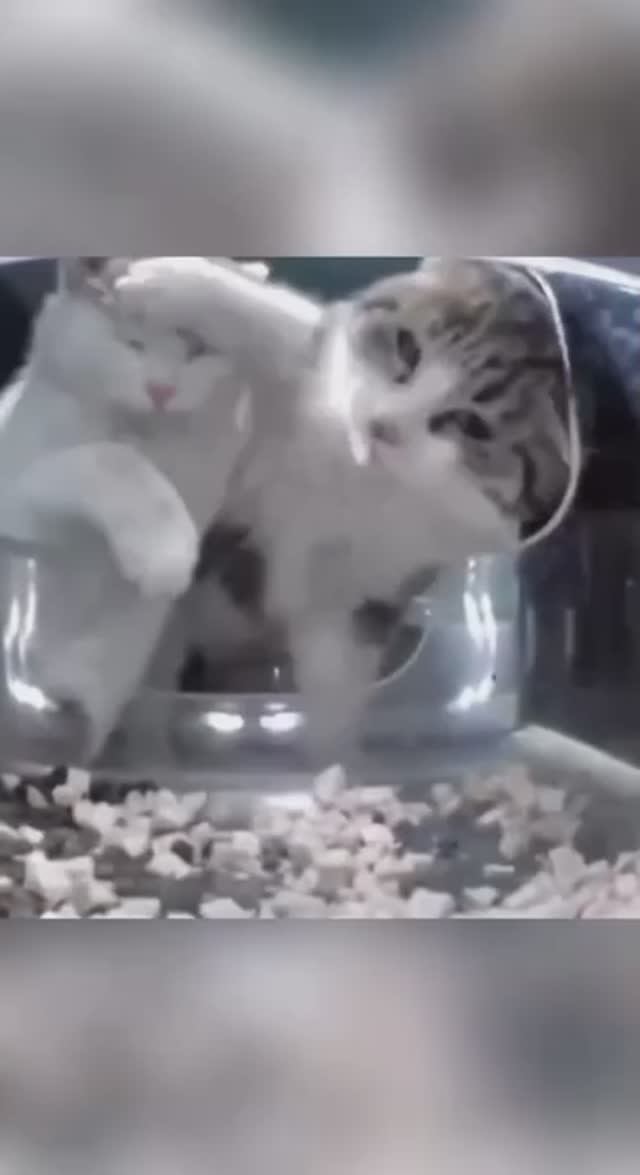 Автокормушки зло?) 🤣  #приколы #коты #милота