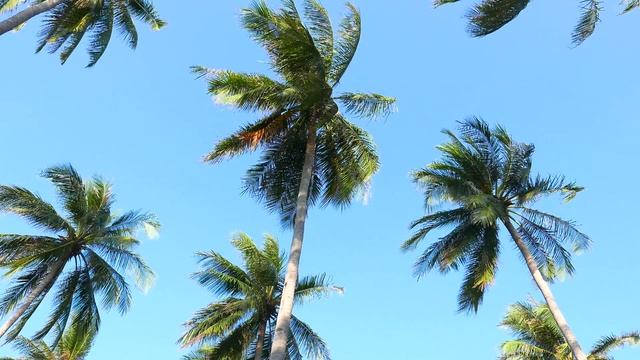 Море пальмы песок РЕЛАКС 😊 Отдыхаем по полной и расслабляемся от души ✨ Отдохни сейчас  🌈