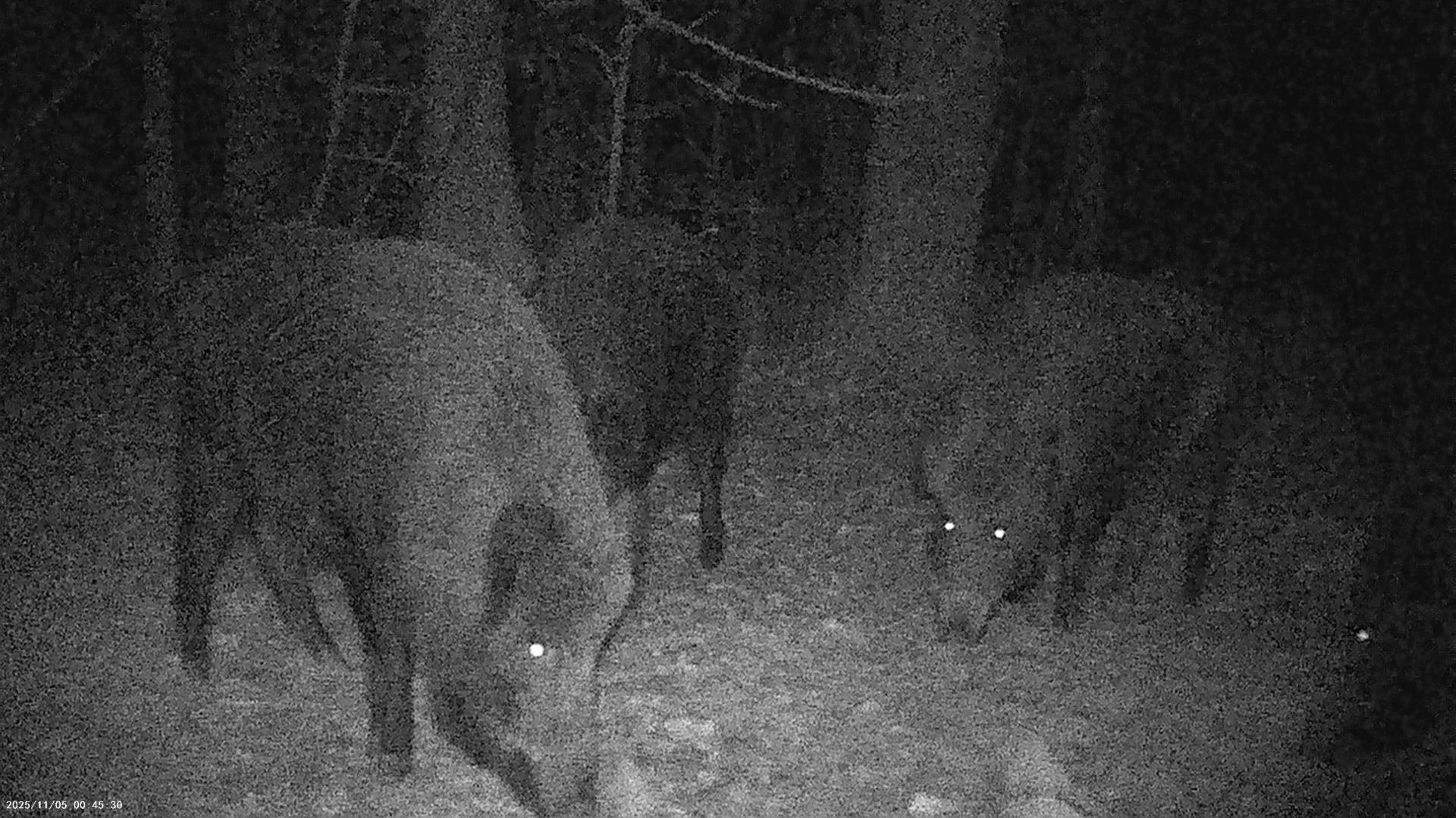 ПОДБОРКА ВИДЕО. ОХОТА НА КАБАНОВ С ТЕПЛОВИЗИОННЫМ ПРИЦЕЛОМ IRAY Saim SCL 35 W