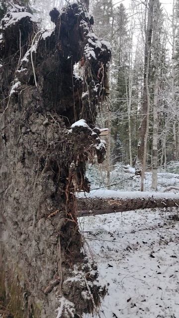 Пробежка-поход ©20251119