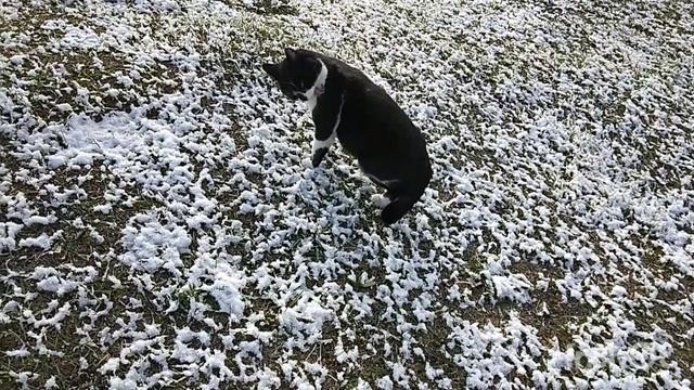 По первому снегу