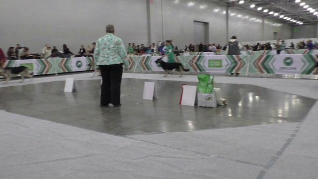 Сравнение класса юниоров