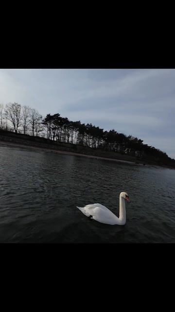Swans🦢over💫the🌊sea:🛸Drone🦢caught a⏱️moment that💫won't🌊happen🦤again🌊 3