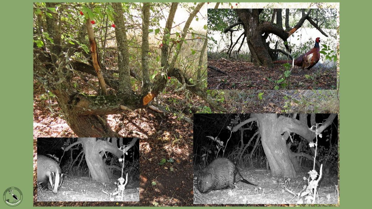На тропе бобров: фазан, барсук, бобрёнок. А может, и два бобрёнка