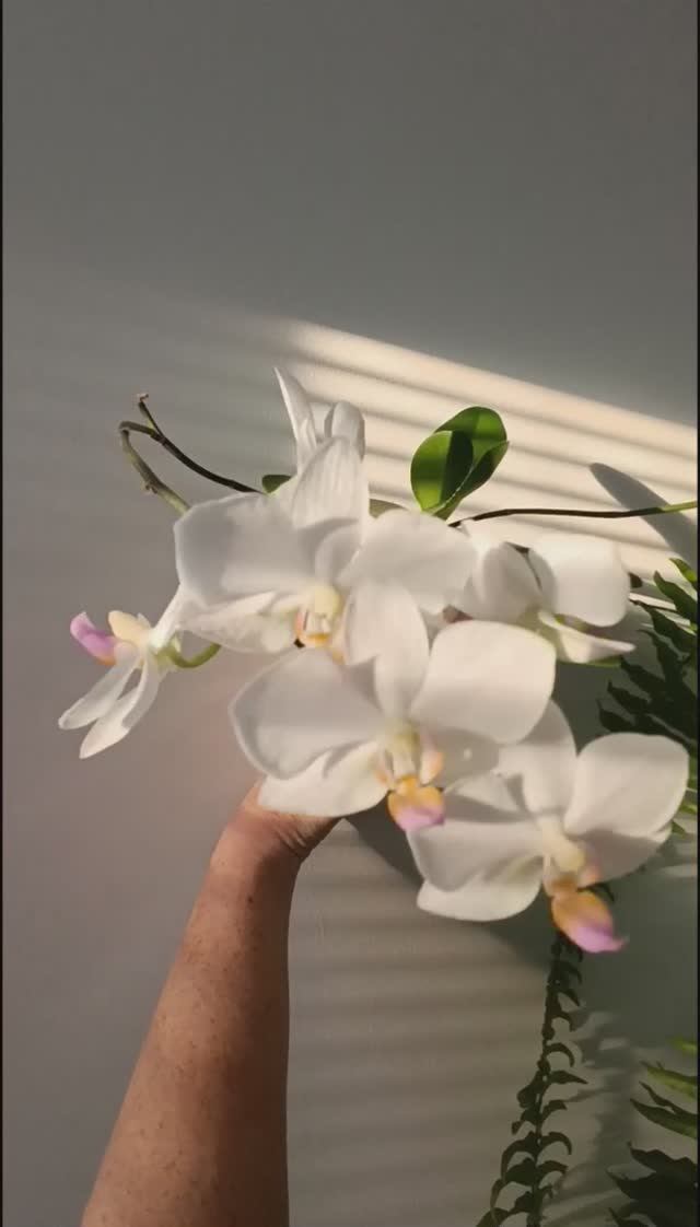 Делюсь красотой ☀️🌷🦋 Подпишись, чтобы не пропустить новые видео 👍 #цветениеорхидей #орхидея #фале