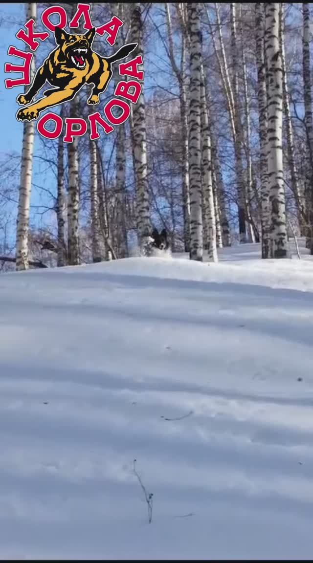 Онлайн-встреча «Диалоги о собаках» 20 ноября 19:00 (МСК).Регистрация по ссылке в шапке профиля