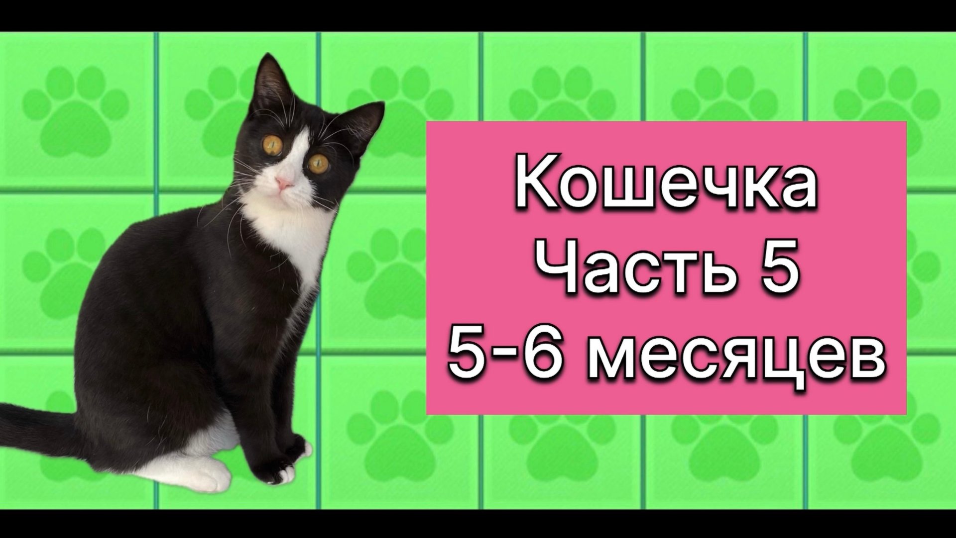 Как растет котенок. Нам здесь 6-7 месяцев. 19 ноября 2025 г.