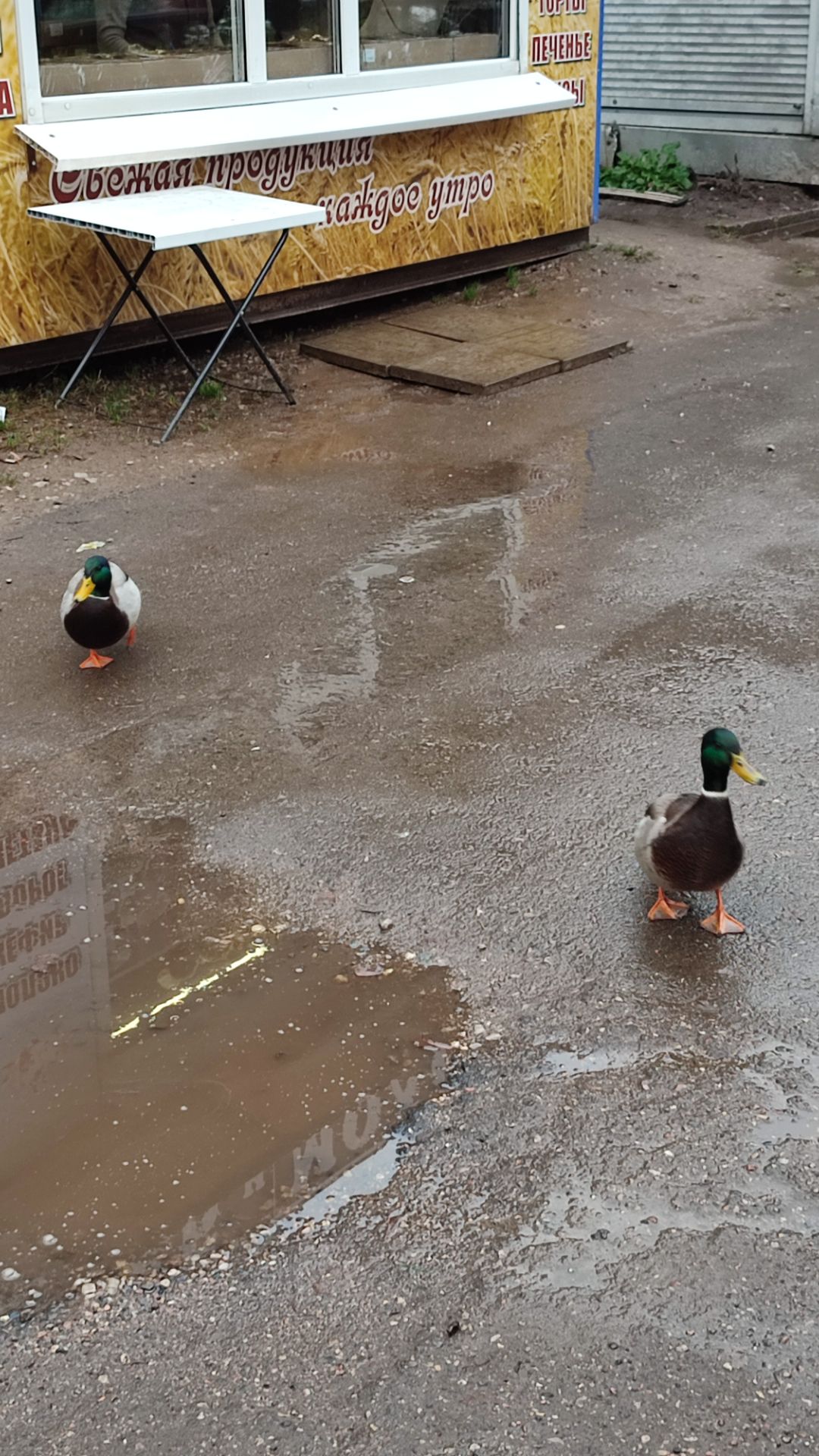 Городские селезни!