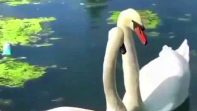 Всё, что нам нужно - это любовь!