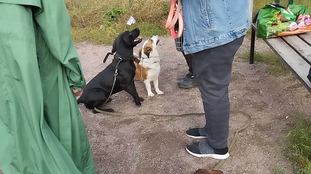 Зоопсихолог  Хор Барьер 🚧 🚧 🚧 Моя Жизнь Кино @ Музей Псов