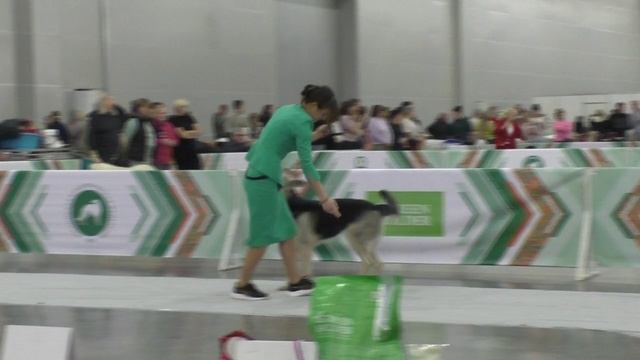 Посадский Страж Зетта