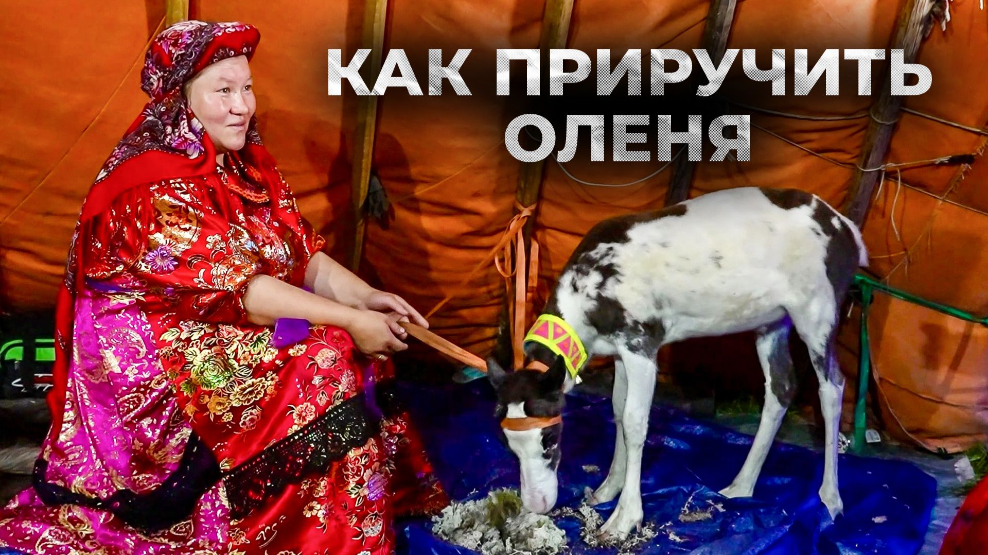 В гости к коми оленеводам. Как приручить оленя | Изьватас олэм