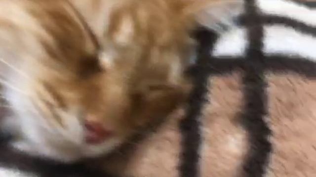 Кот Мурыш отдыхает