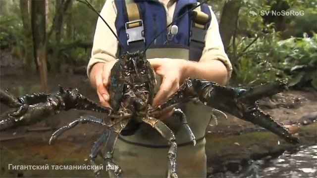 Когда наступает половая зрелость у Тасманийского гигантского пресноводного рака — Astacopsis gouldi?