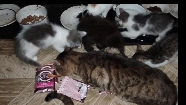 Влог о жизни кошек и собак в одной семье.Кошачья столовая.
