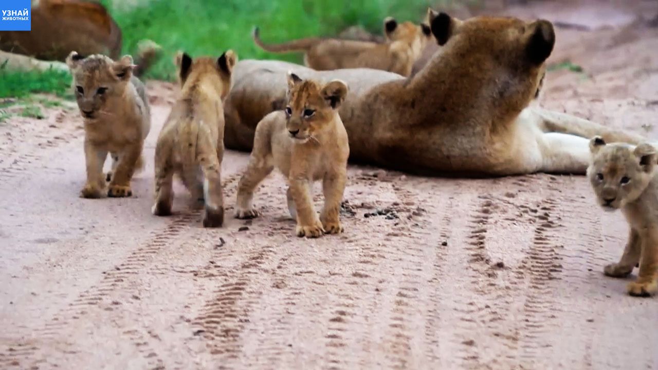 Большая львиная семья