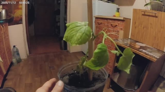 Очередная попытка вырастить огурцы зимой .