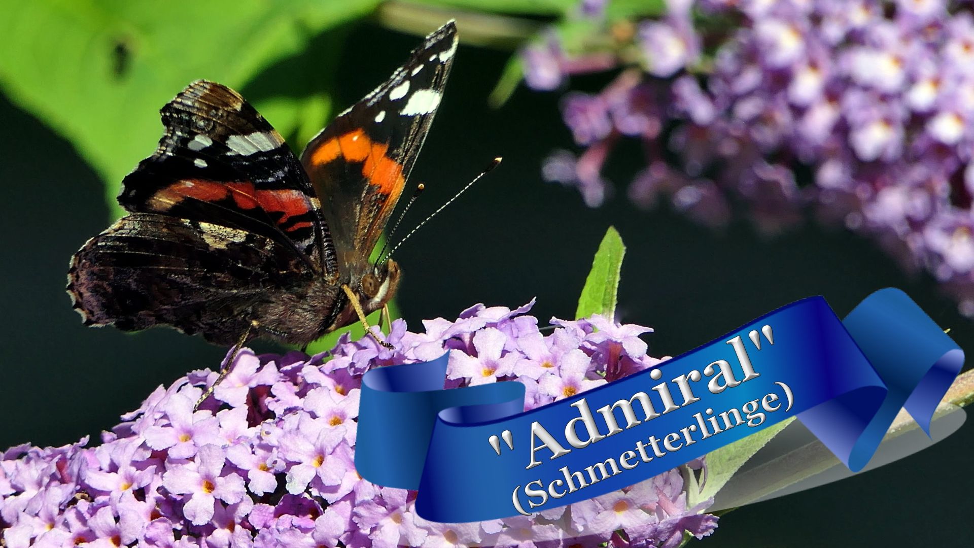 Звуки природы,🦋🌺🐝 Бабочка Aдмирал и Павлиний глаз пьют нектар.🍁🍂 /Живой мир/