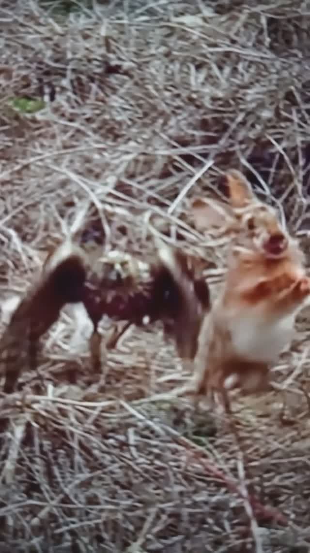 Ястреб преследует Кролика😳#Shorts