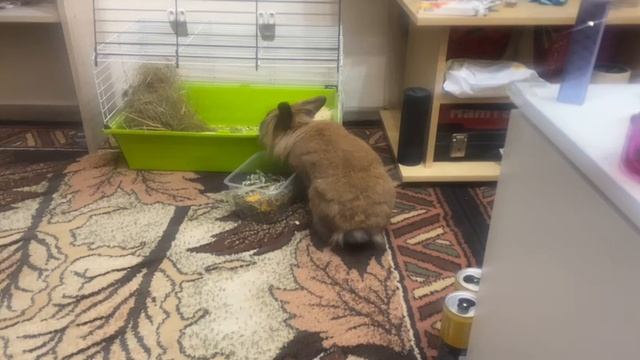 Первые впечатления Маркса от новой жизни 🐰