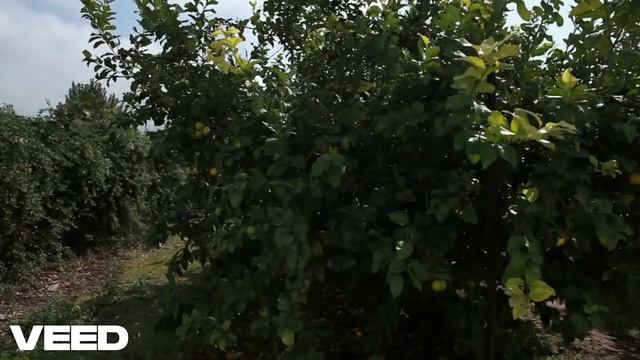 BallaDonna - Август