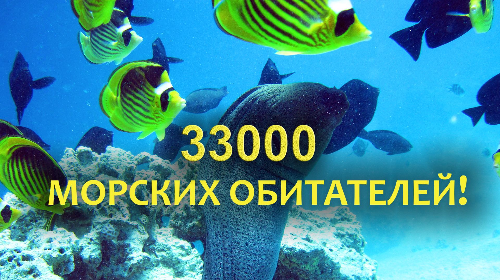 Dubai Mall: Красоты подводного мира