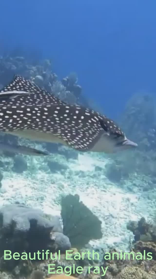 Красивые животные Земли - Eagle ray