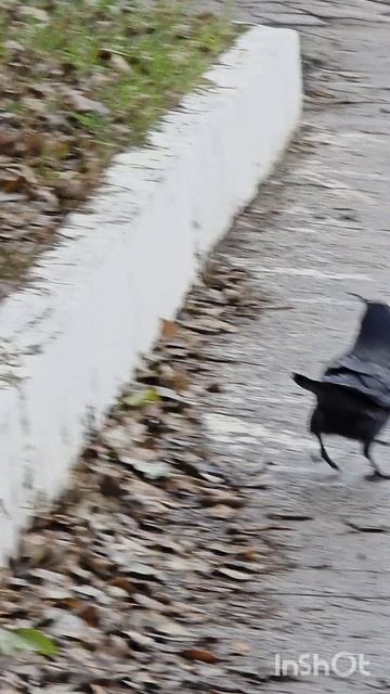 Грач на прогулке)