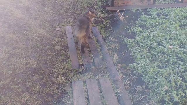 Влог: Люська, Рикки, леплю пельмени в час по чайной ложке😂