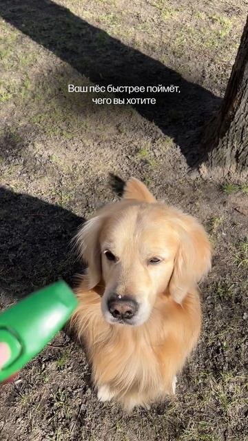 PETSHOP Кликер для дрессировки cобак со свистком (арт. 66356)