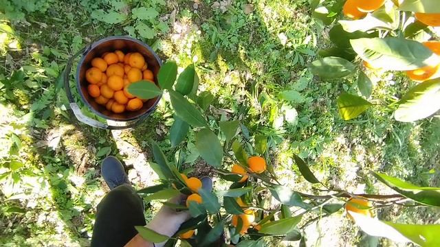 Наполнить ведро абх. мандаринами