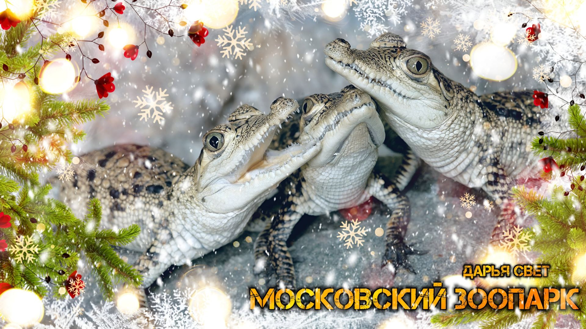 Крокодилы, питоны, удавы, черепахи и анаконда. Рептилии. Змеи. Московский зоопарк. Осень 2025