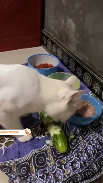 сбалансирование питание животных