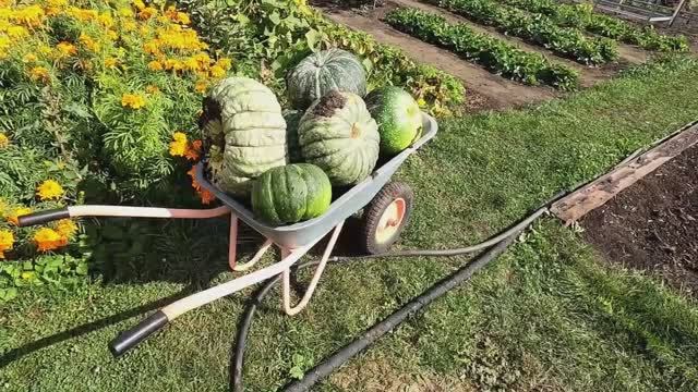 Как выращивать тыкву