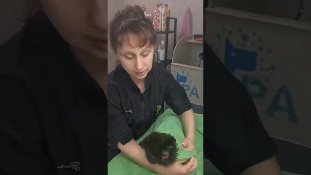 Спа уход для шерсти котика Саши