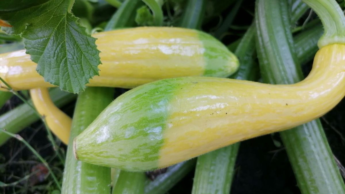 10 сортов кабачков, описания, характеристики, фото