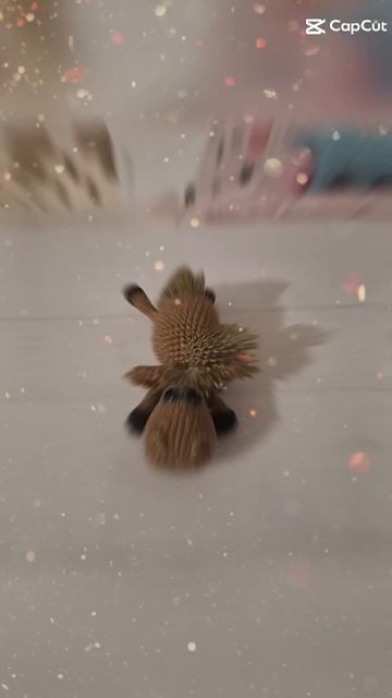 бешеные табун плюс лошадка