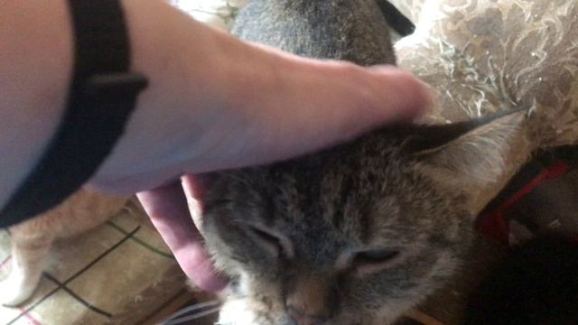 Марти и Сима уехали домой