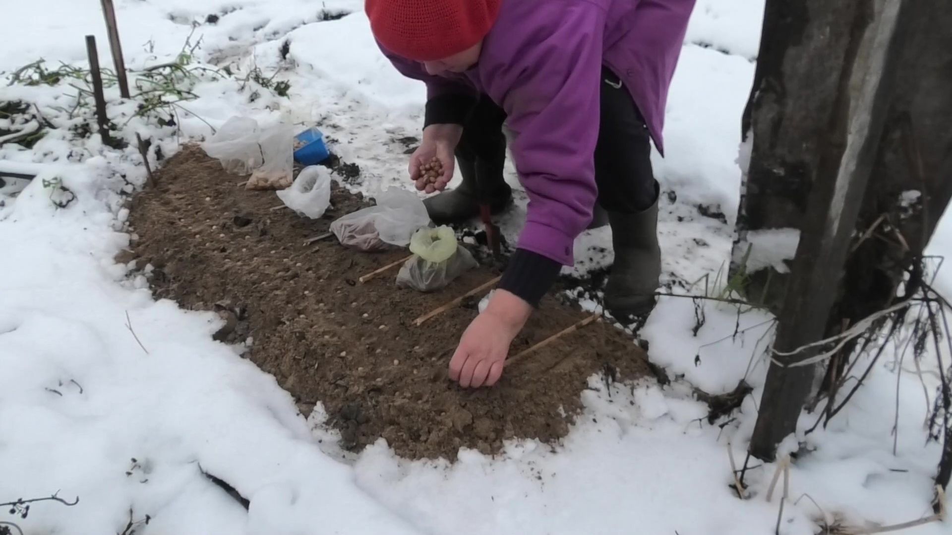 11-18 11 25г мармелад, посев косточковых