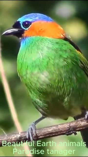 Красивые животные Земли - Paradise tanager