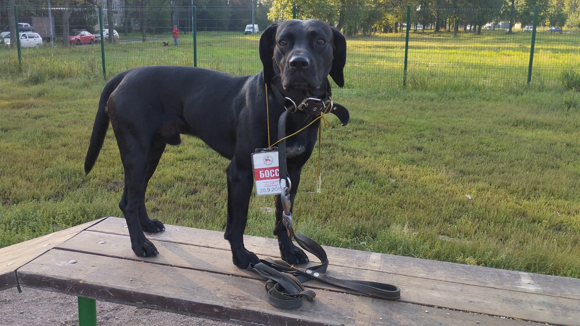 Моя Жизнь Кино @ Музей Псов