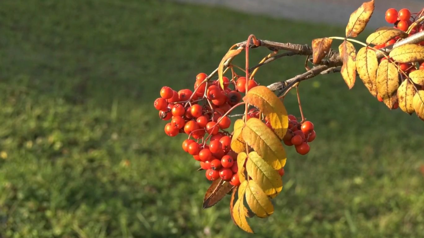 Павел Ружицкий. Отражение.
