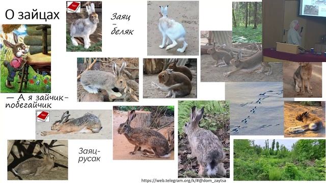 Обычные и редкие виды зверей Лосиного острова