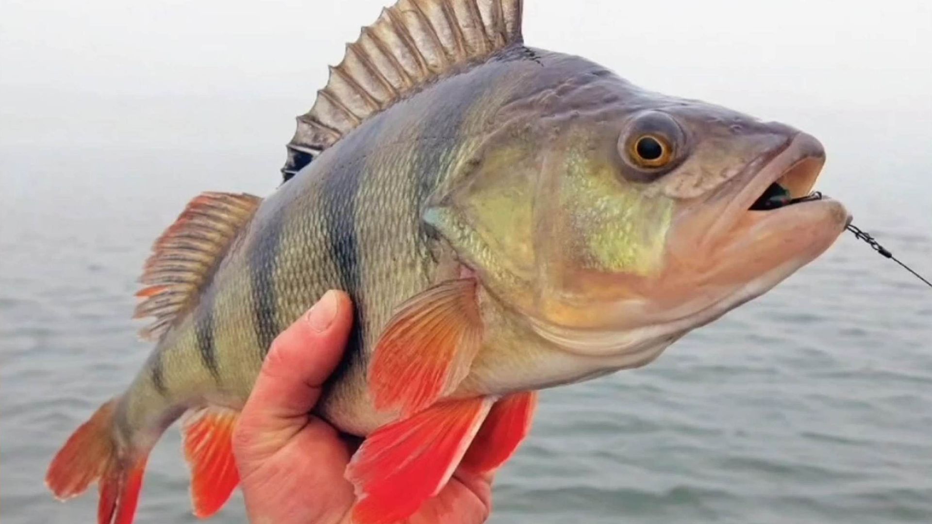 Как образуются две формы Окуня «Горбачи» и «Матросики» от одних родителей — Perca fluviatilis ?