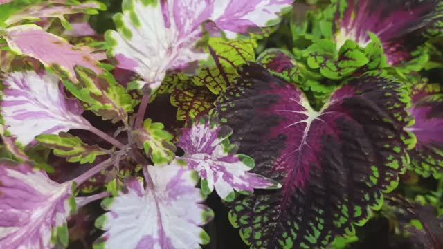 Сорта колеусов, ночной дозор.