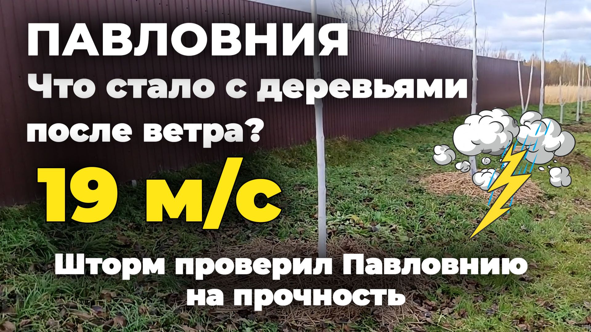 Аллея Павловнии после проливных дождей с сильным ветром 15-19 м.с  19 ноября 2025 г