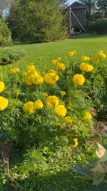 Одно летнее дачное утро