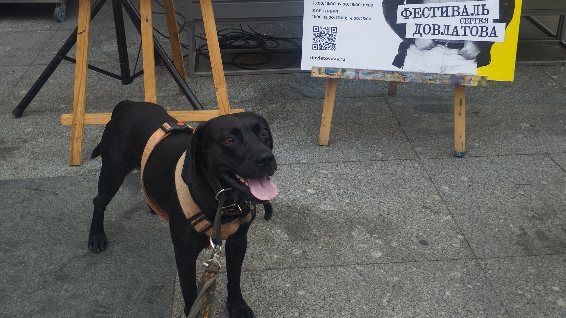 ДеньД @ Сергей Довлатов @ Авторадио @ Волонтеры @ Жил Был Пёс @ Моя Жизнь Кино @ Музей Псов